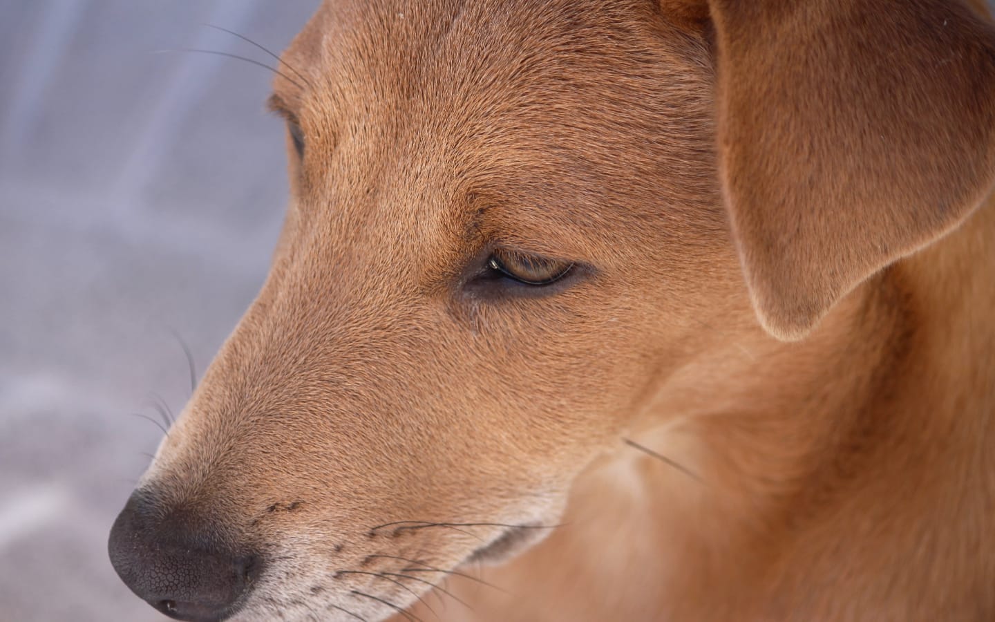 #supportlocal DogOnline - The Africanis - the Dog of Africa