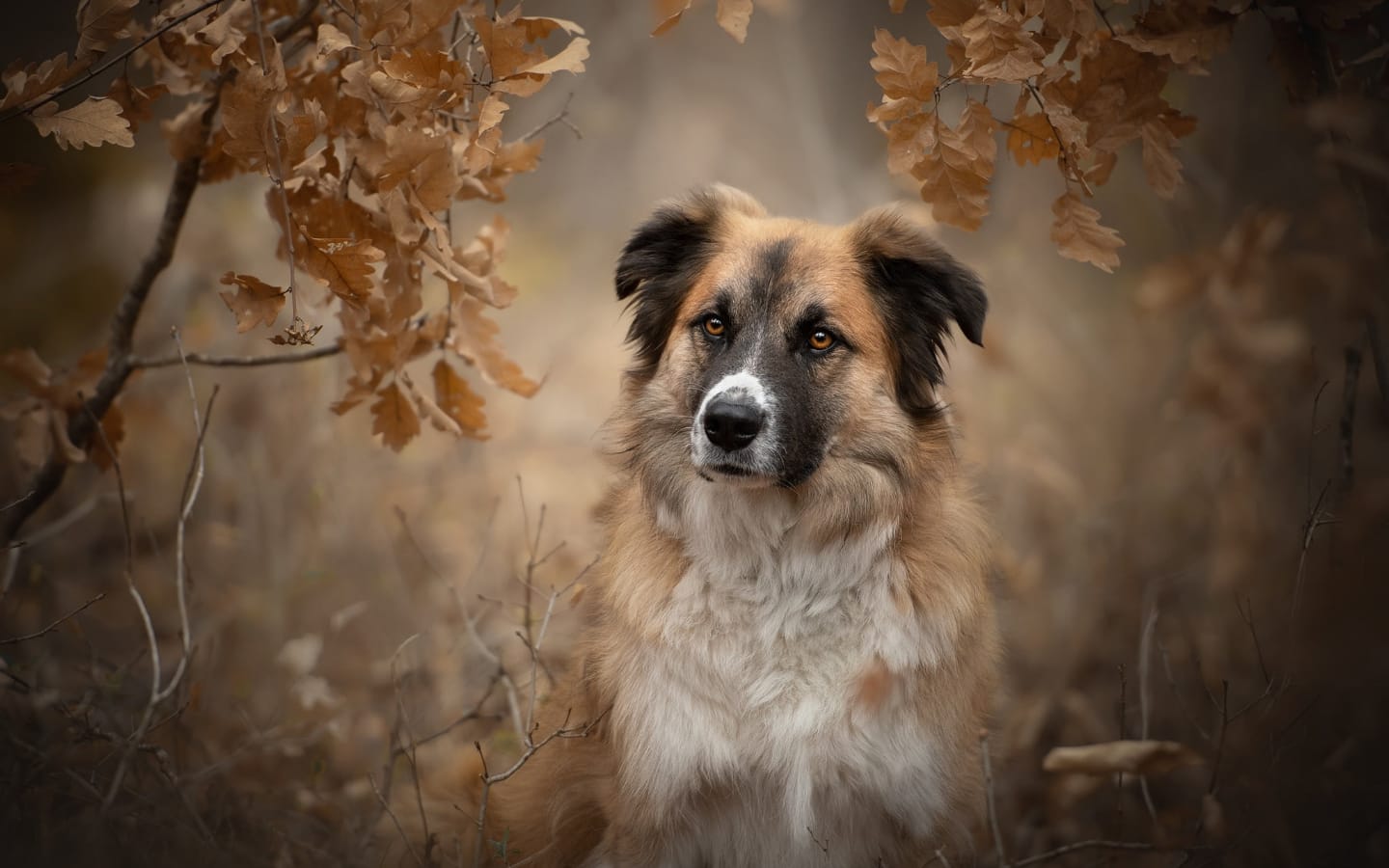 #supportlocal DogOnline - The Aïdi - the Atlas Mountain Dog