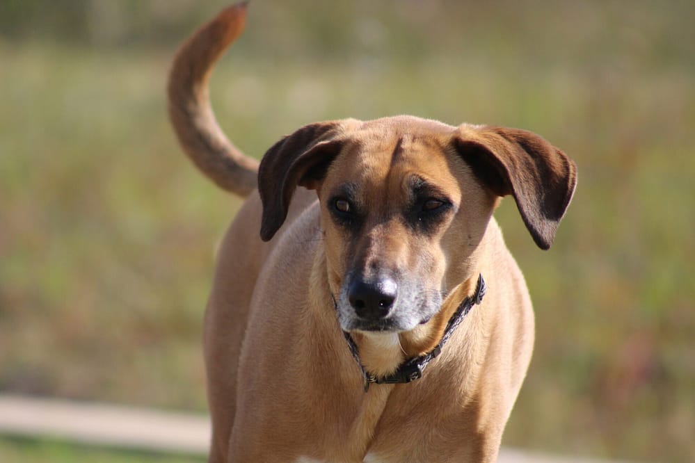 #supportlocal DogOnline - The Africanis - the Dog of Africa